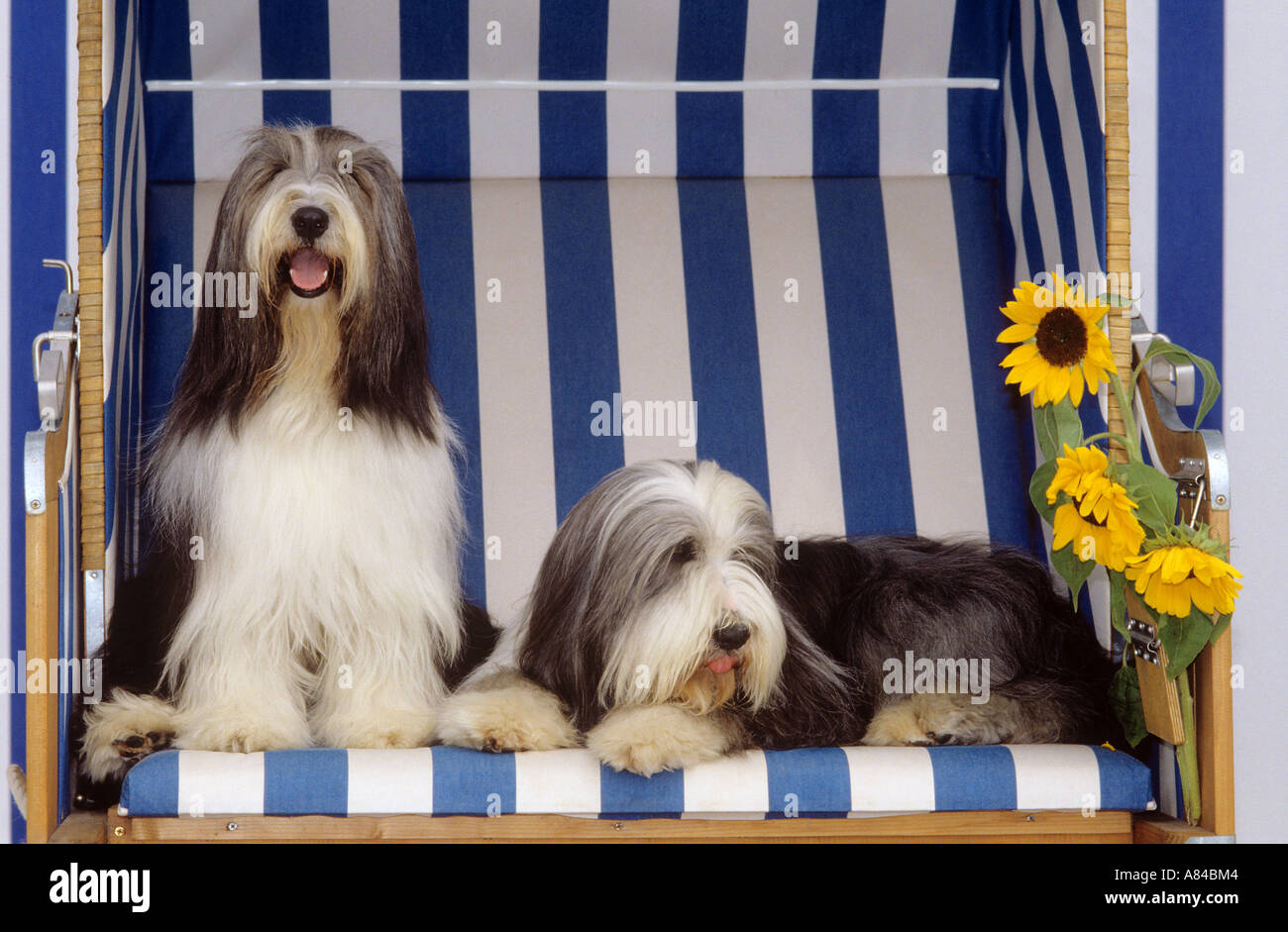 two Bobtails in beach chair Stock Photo - Alamy