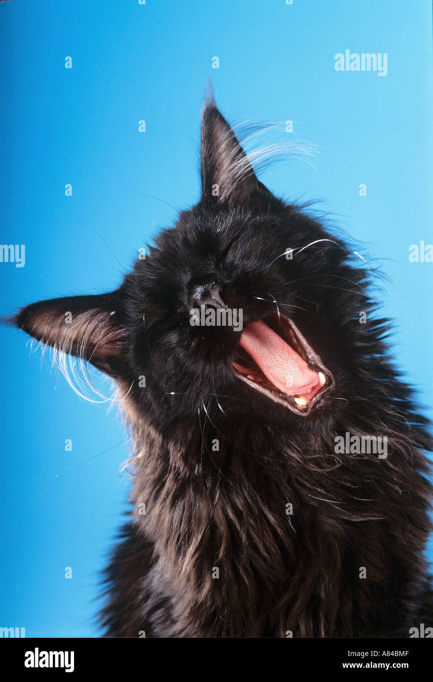 black kitten - crying Stock Photo - Alamy