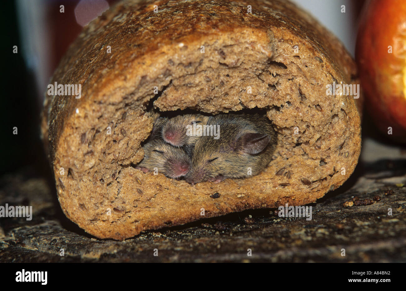 three young mice - sleeping in loaf of bread Stock Photo - Alamy