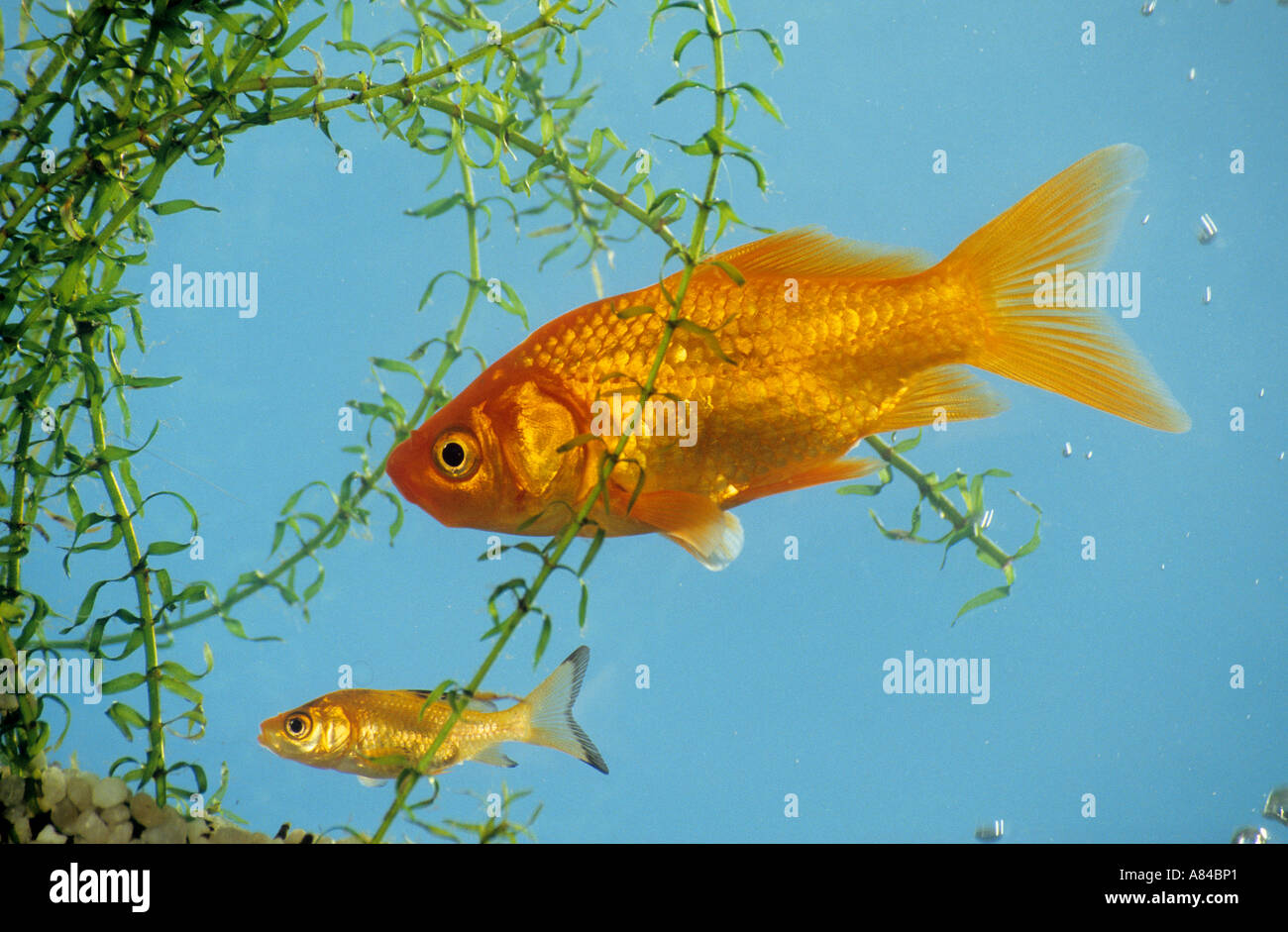 goldfish with cub / Carassius auratus Stock Photo - Alamy