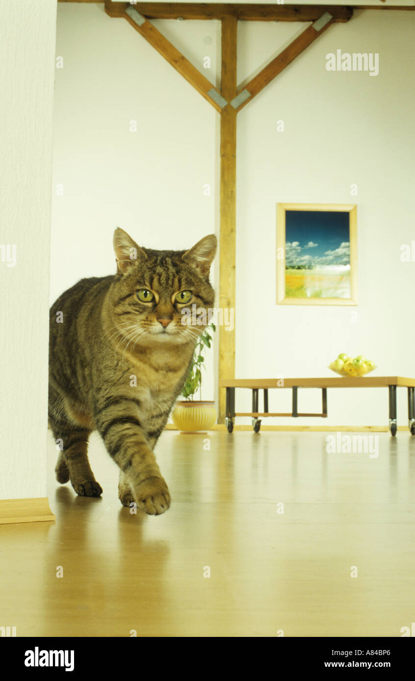 domestic cat- walking Stock Photo - Alamy