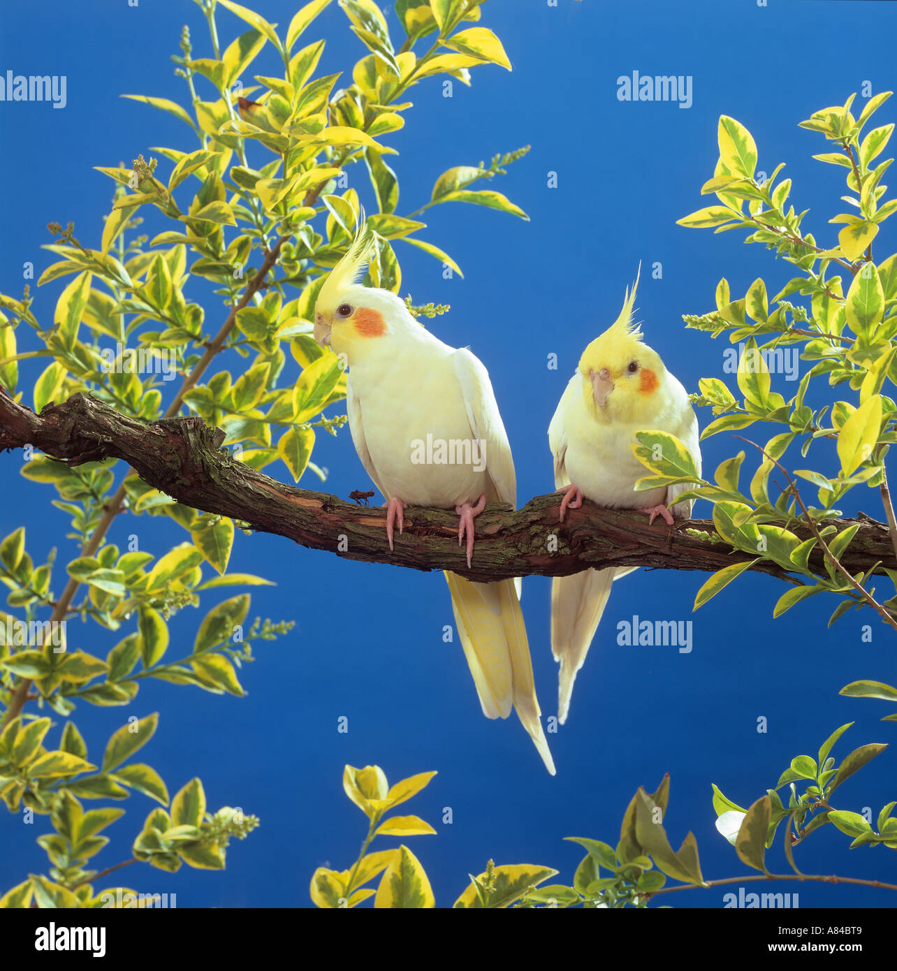 Cockatiels on branch hi-res stock photography and images - Alamy