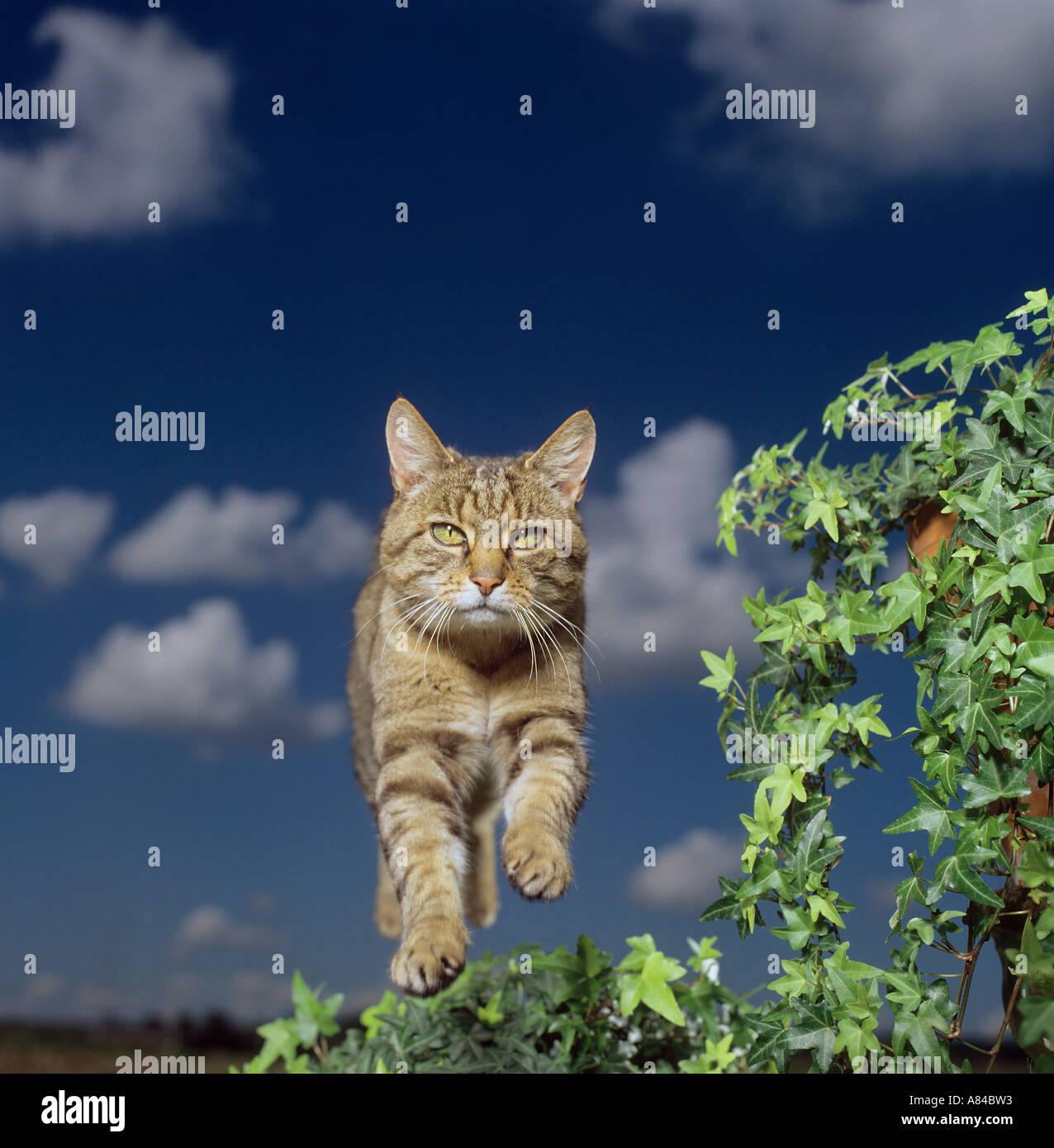 Tabby cat night outside hi-res stock photography and images - Alamy