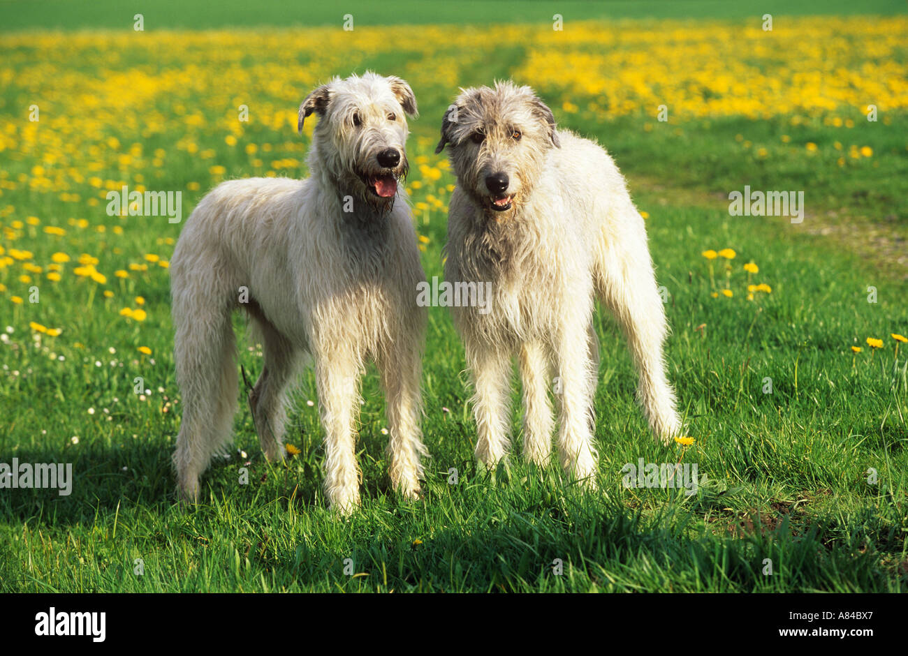 two Irish Wolfhounds - standing on meadow Stock Photo - Alamy