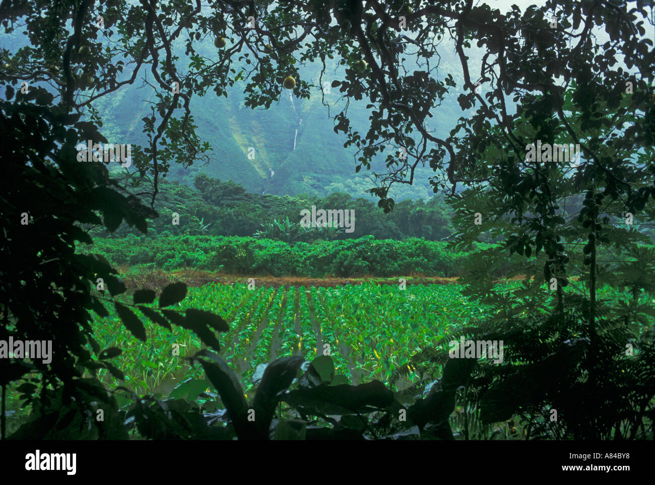 Taro patch guava tree and view to waterfall Waipio Valley Island of ...