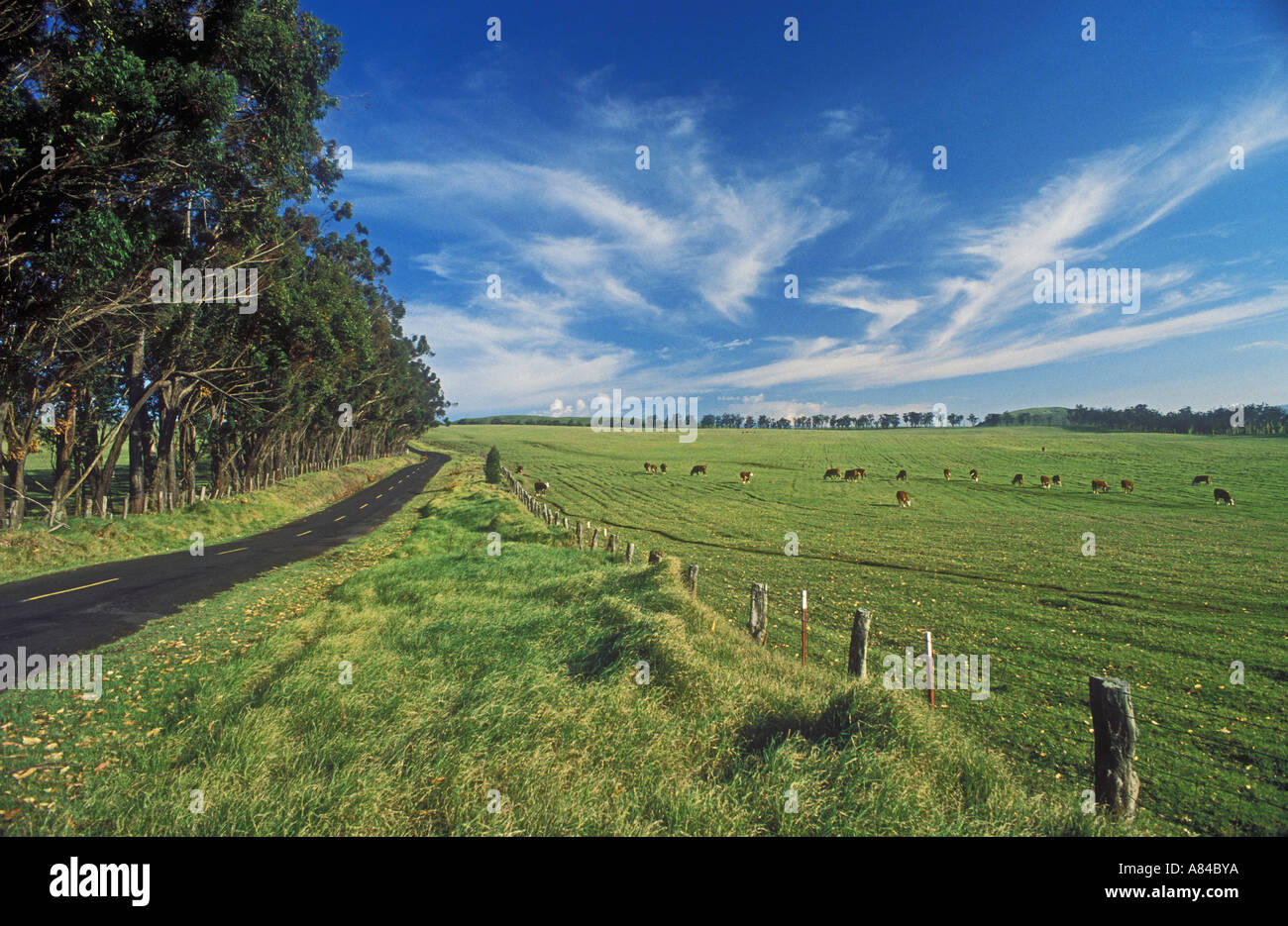Cattle ranching hawaii hi-res stock photography and images - Alamy