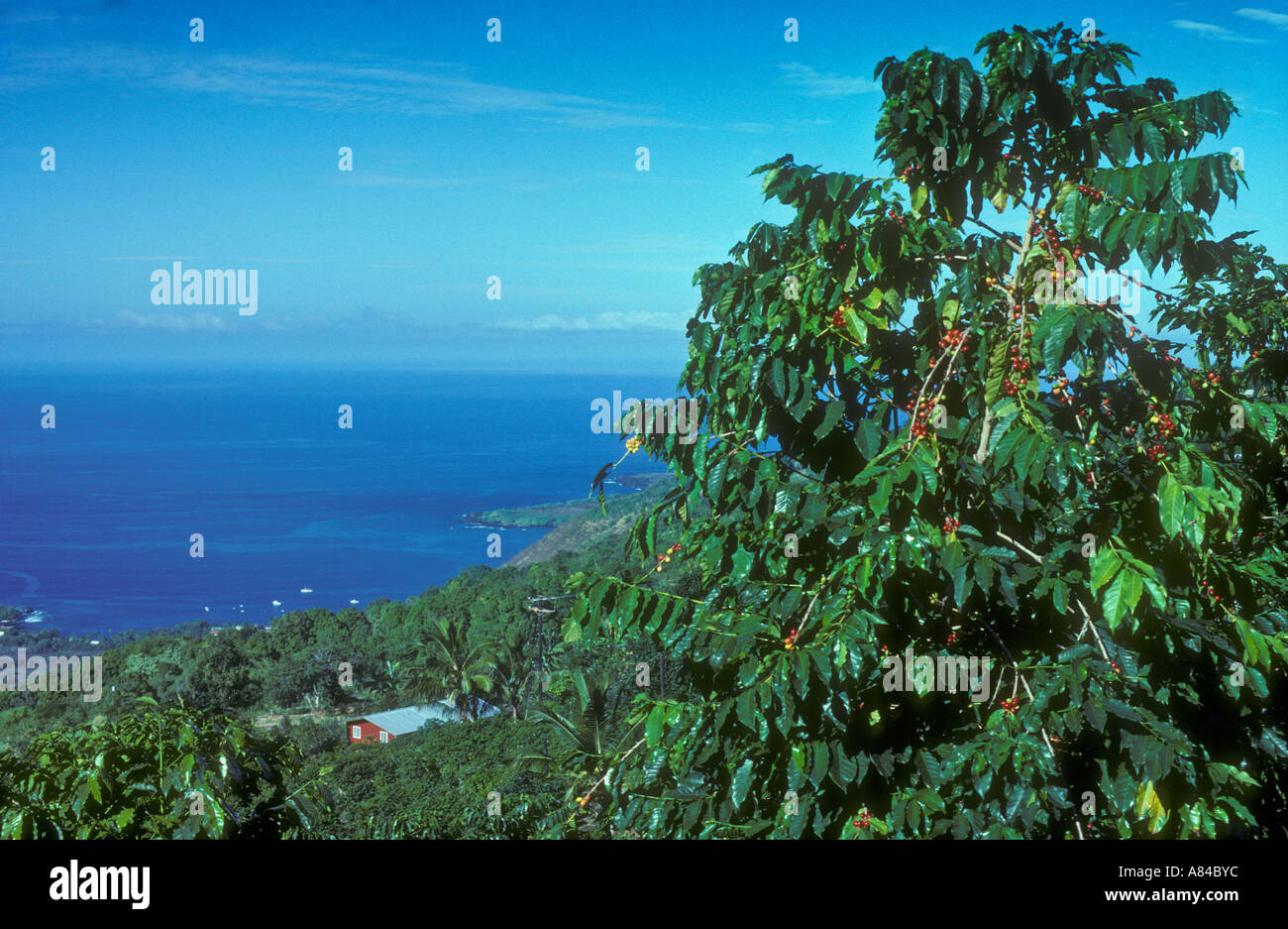 Kona coffee plantation and tree with ripe cherry overlooking Kealakekua ...