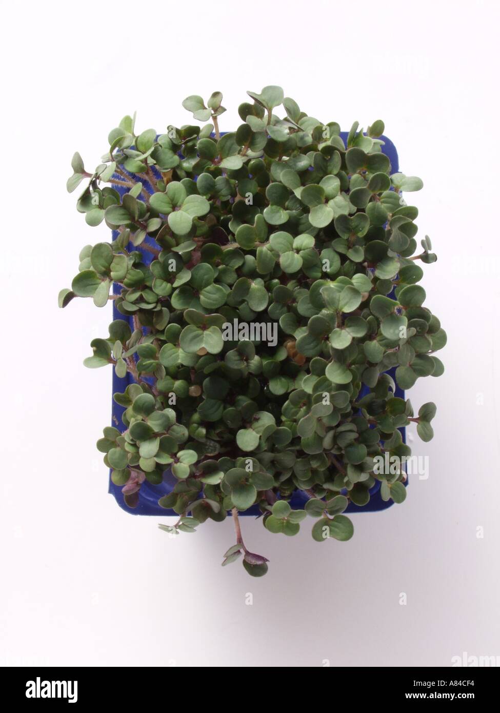 Japanese radish sprout hi-res stock photography and images - Alamy