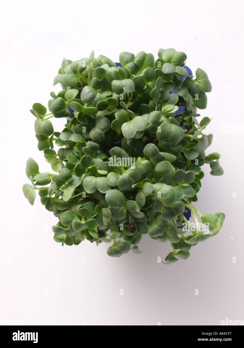 Japanese radish sprout hi-res stock photography and images - Alamy