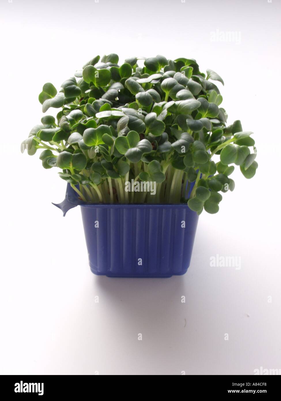 Japanese Daikon cress in plastic punnet 5 Stock Photo - Alamy