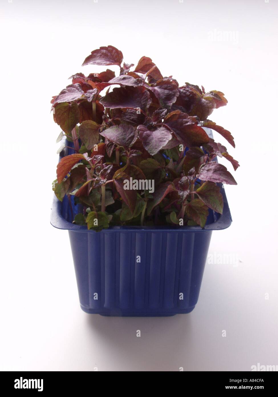 Japanese Daikon cress in plastic punnet 7 Stock Photo - Alamy