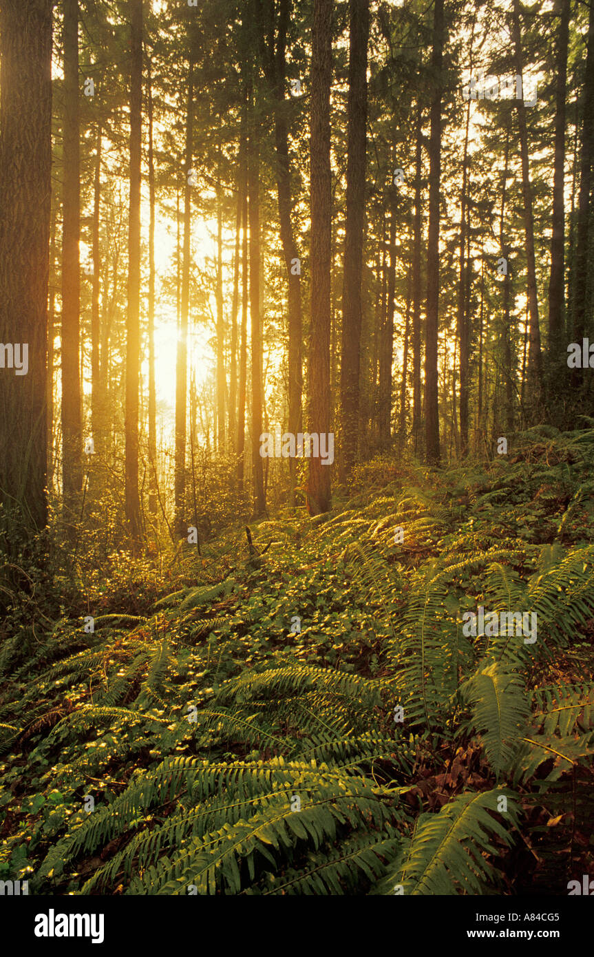 Sunlight streaming through Douglas Fir tree forest with ferns and ivy ...