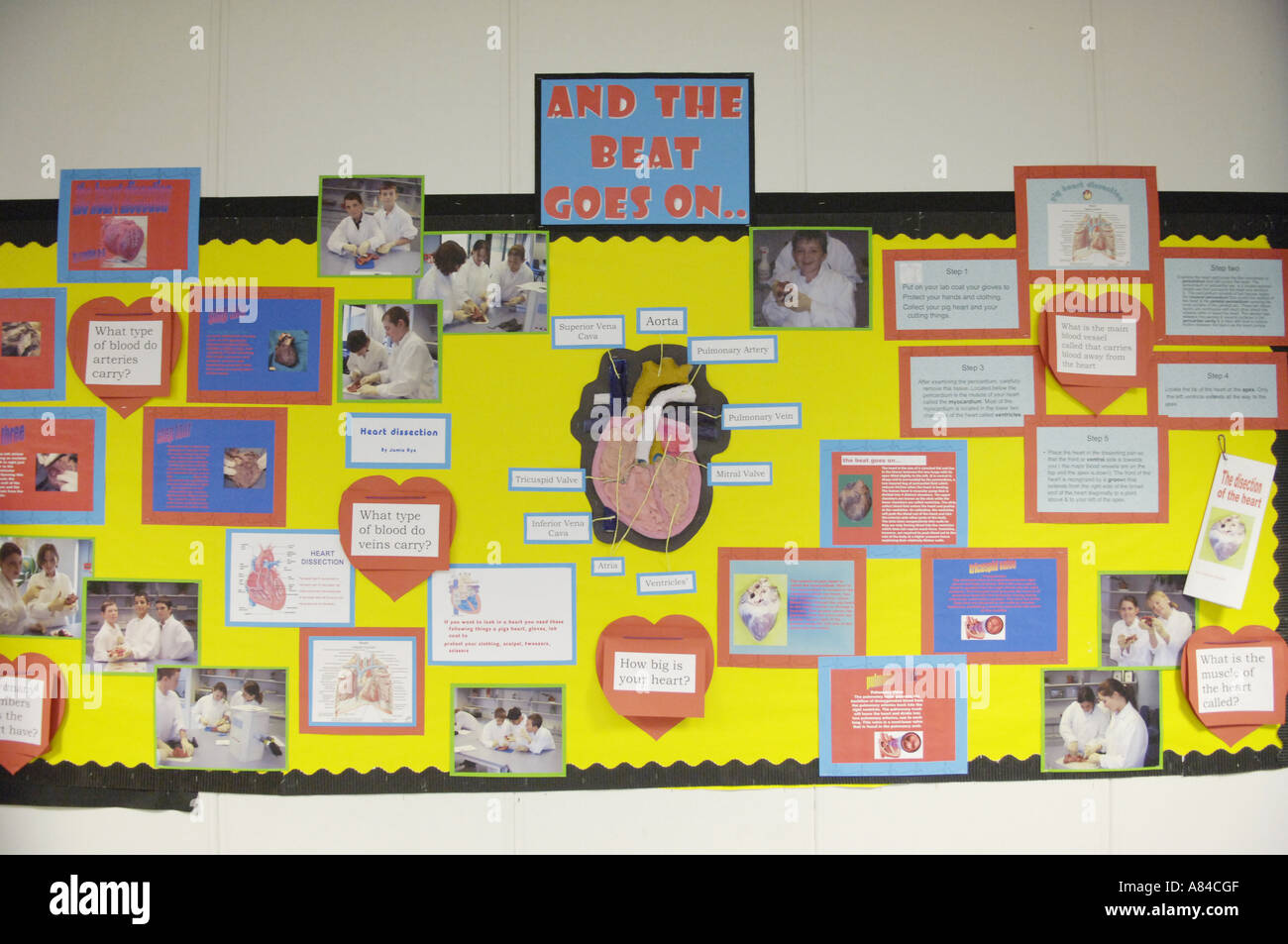 school art display work detail primary school work show illustrate ...