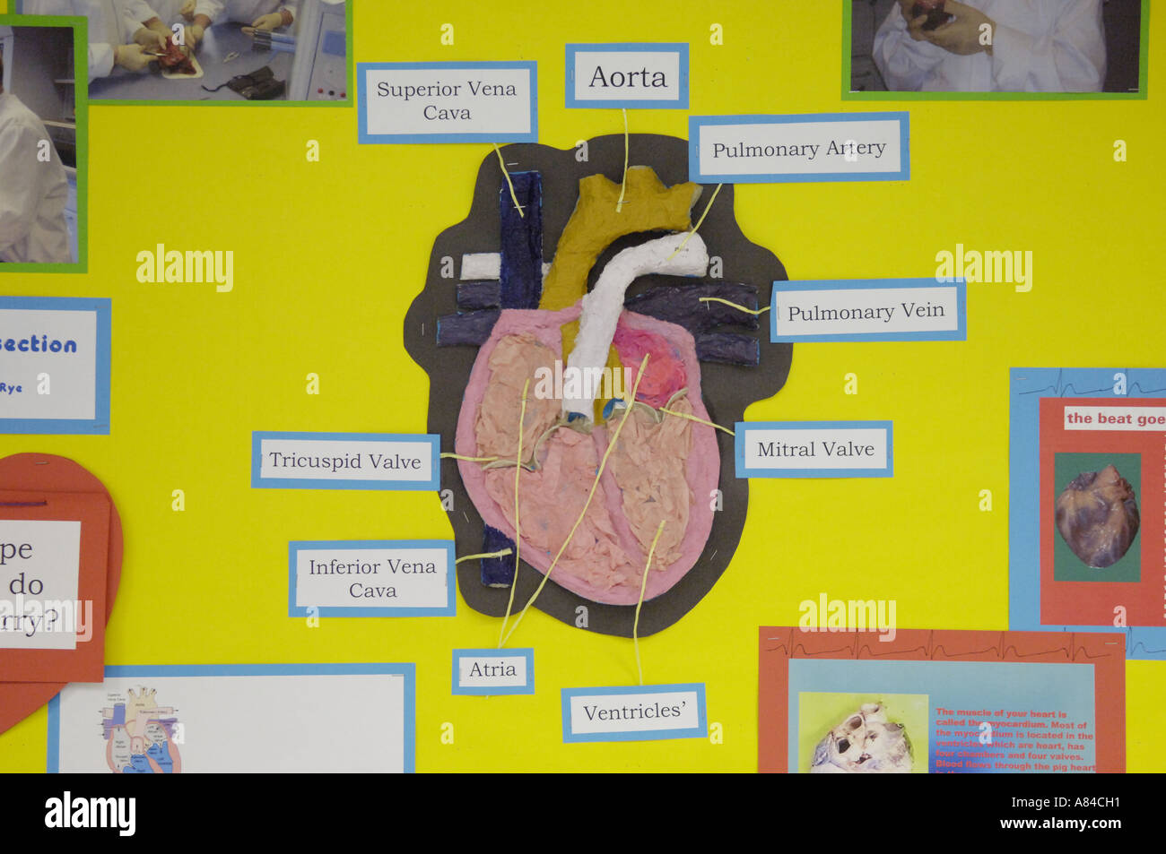 school art display work detail primary school work show illustrate ...