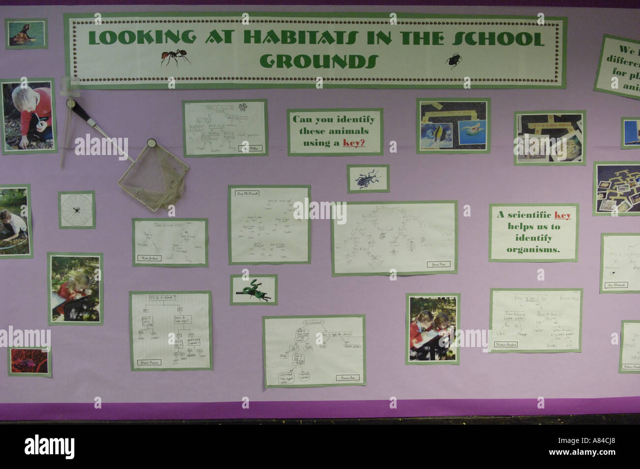 school art display work detail primary school work show illustrate ...