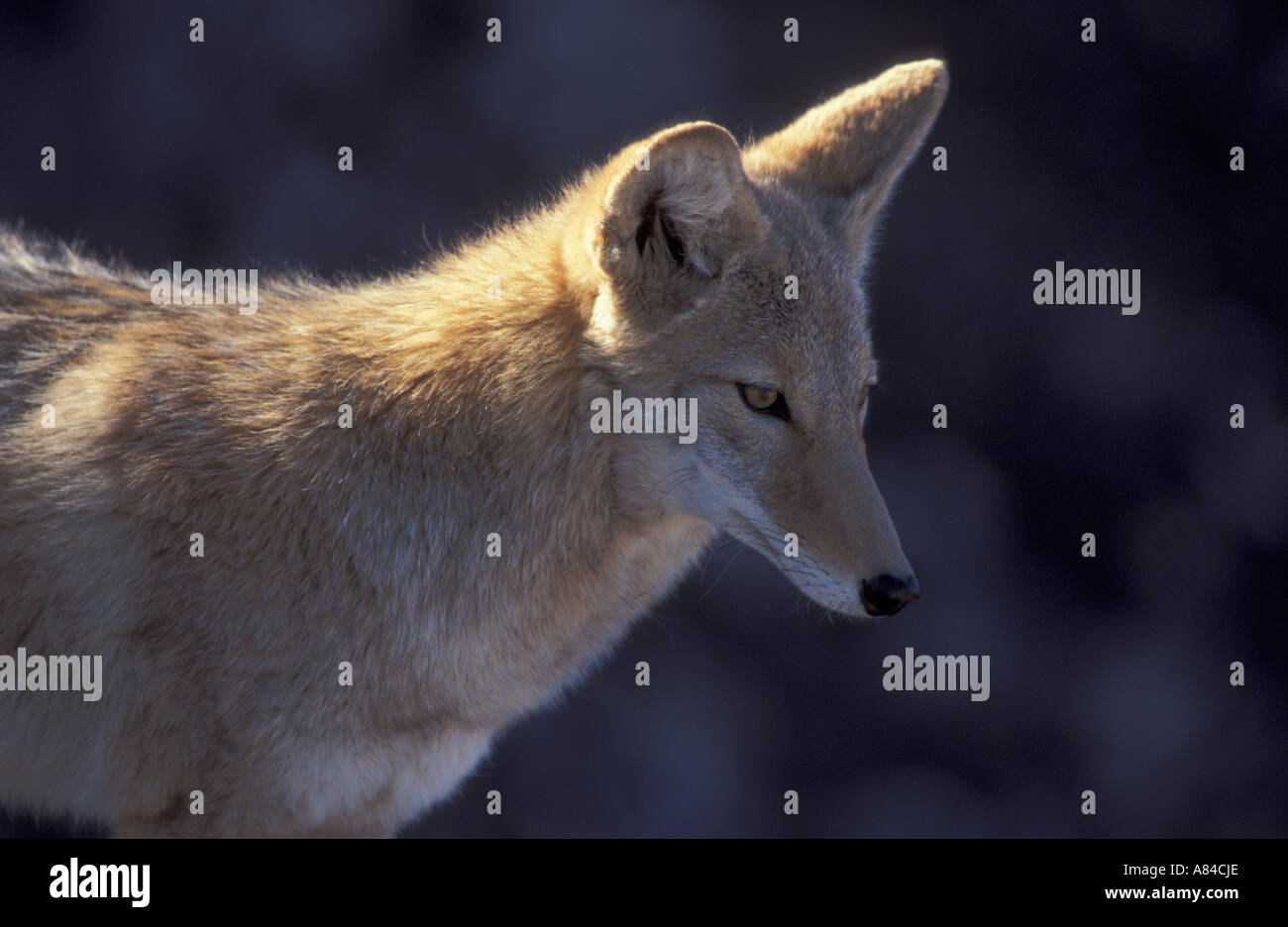 Mojave desert coyote hi-res stock photography and images - Alamy