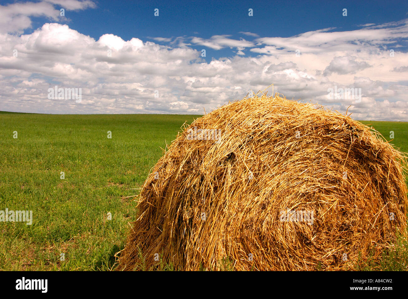 Round hay bale western Nebraska Stock Photo - Alamy