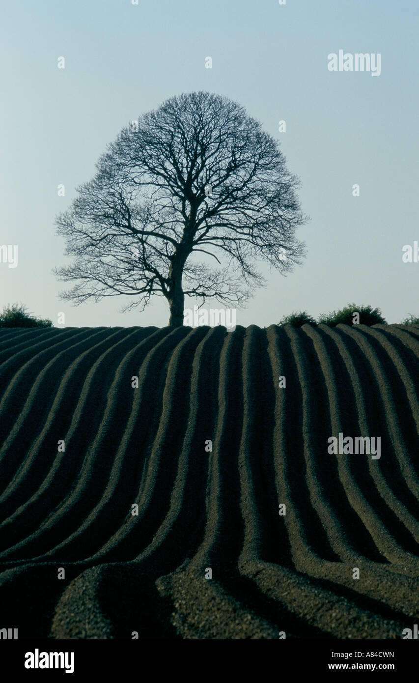 Ash tree and ploughed field in winter, Ladyrath, Co Meath. Ireland ...