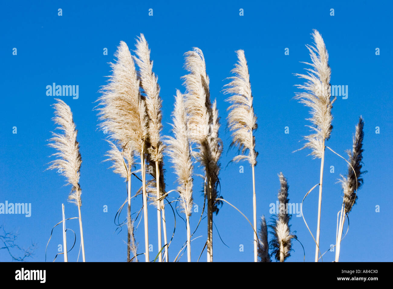 Pampas grass growing outside hi-res stock photography and images - Alamy