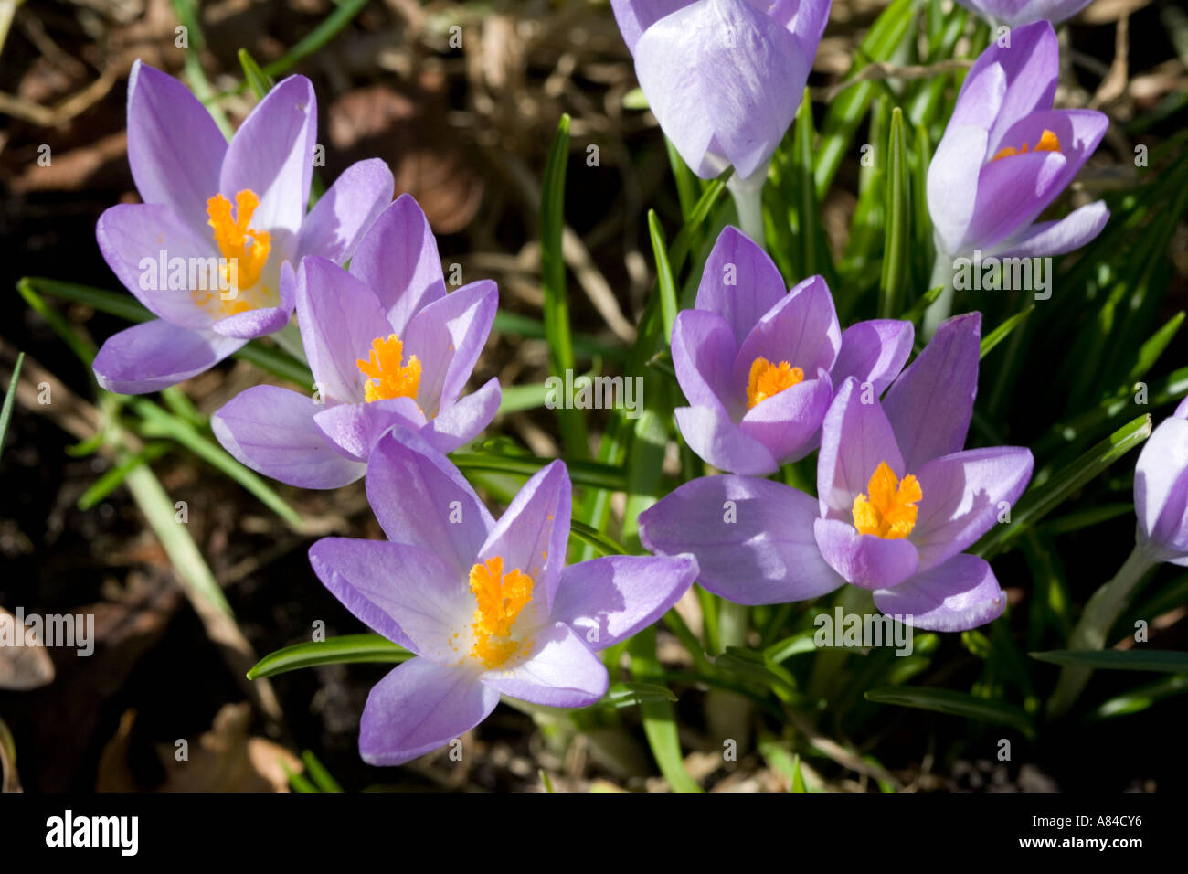 Purple Saffron Flowers Stock Photo - Alamy