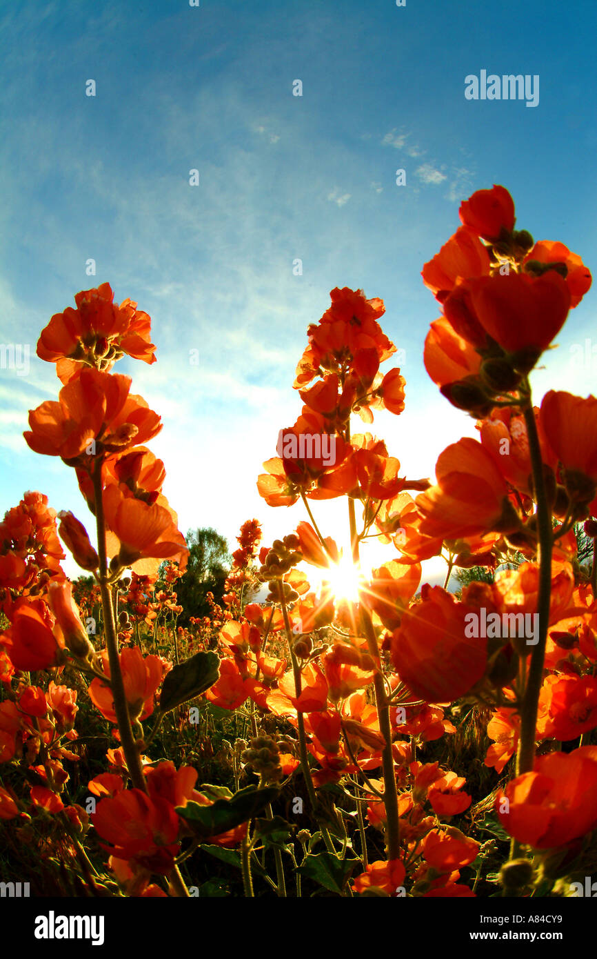Sphaeralcea ambigua, commonly known as Desert Globemallow or Apricot ...