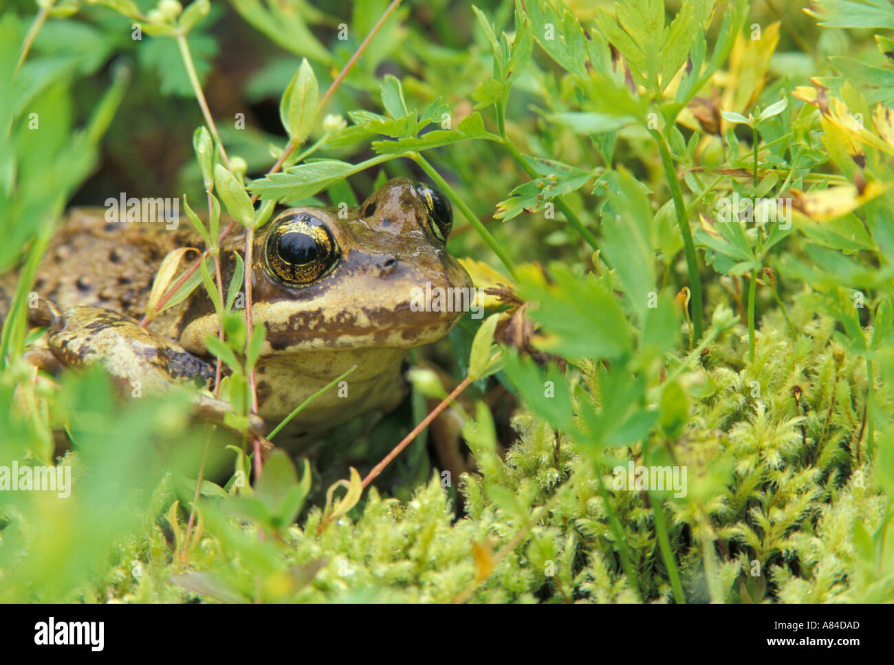 The mount of frogs hi-res stock photography and images - Alamy