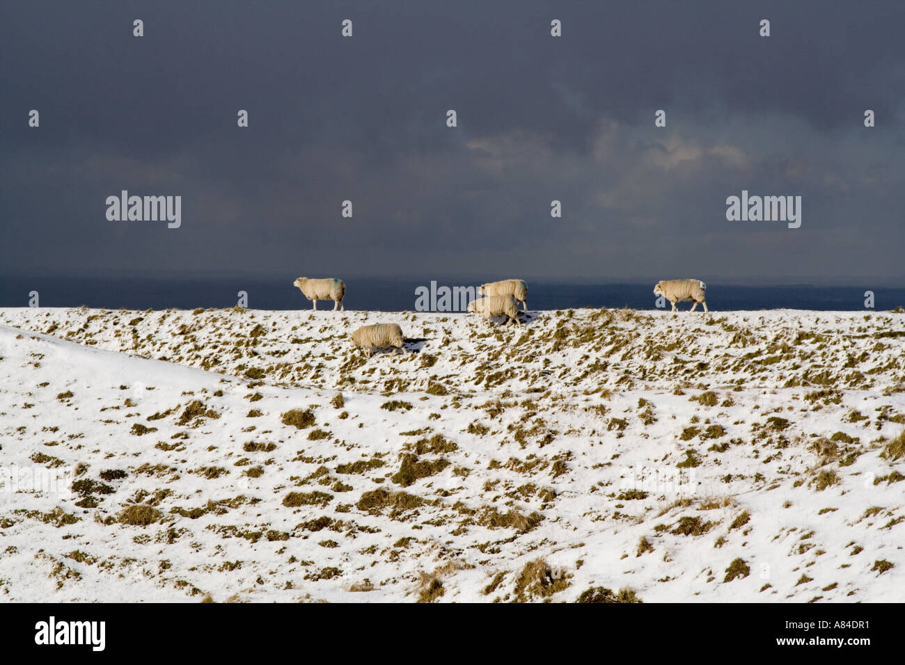 Five Sheep on Ridge In Snow Stock Photo - Alamy