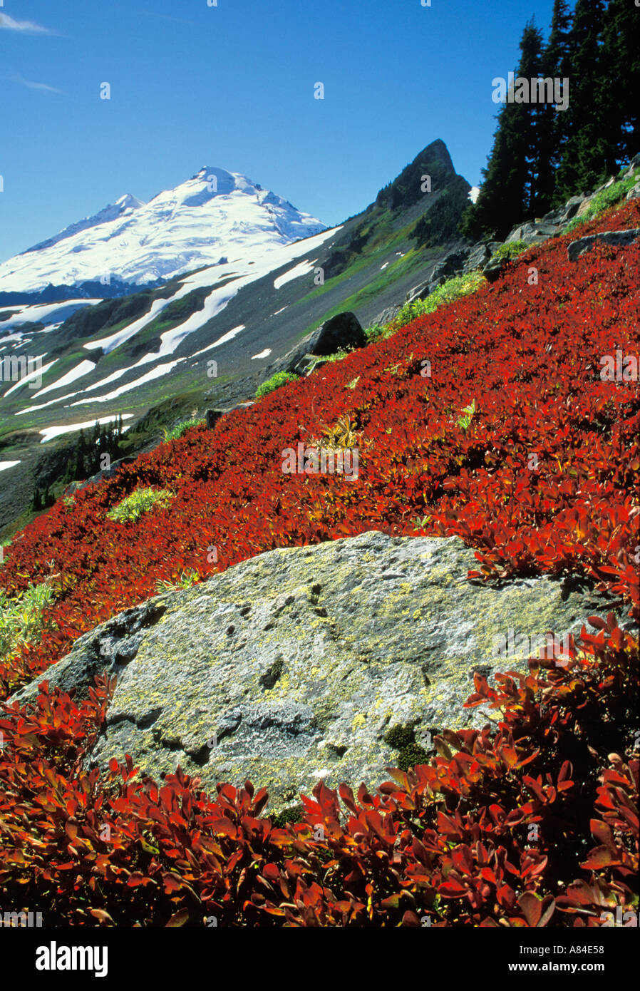 North cascade huckleberry hi-res stock photography and images - Alamy