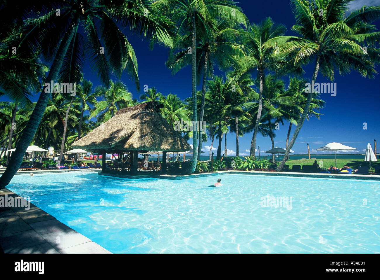Coconut palm cocos nucifera swimming hi-res stock photography and ...