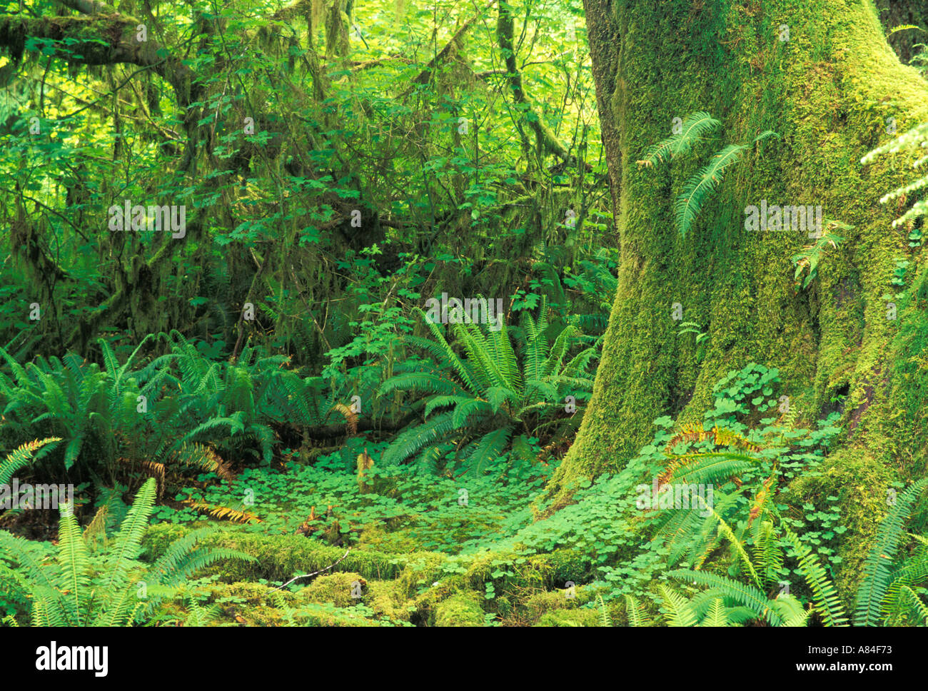 Rain forest greenery Hall of Mosses Trail Hoh River Olympic National ...