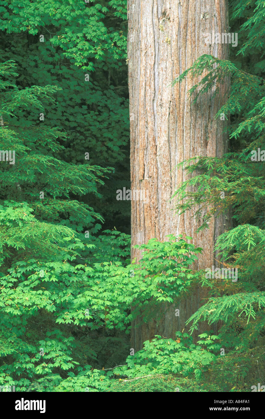Western red cedar Cascade Mountains Washington Stock Photo - Alamy