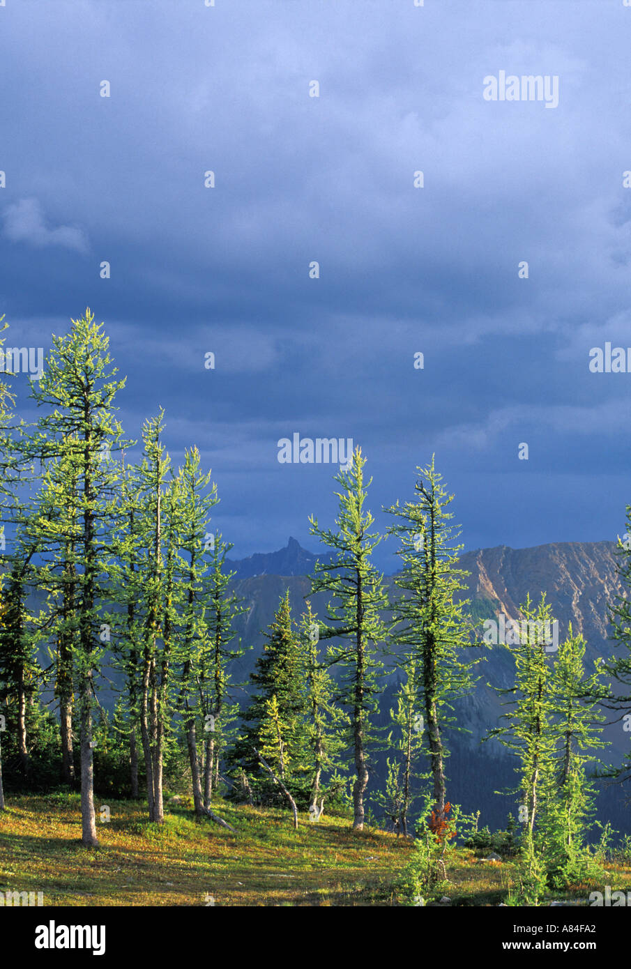 Larch trees in evening light Golden Horn in distance Harts Pass Cascade ...