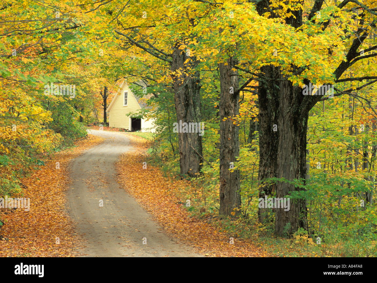 Yellow house at end of fall colored country lane Peacham Vermont Stock ...