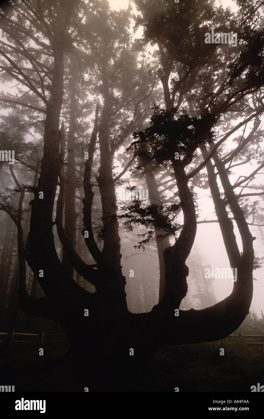 Octopus Tree Cape Meares State Park Oregon Stock Photo - Alamy