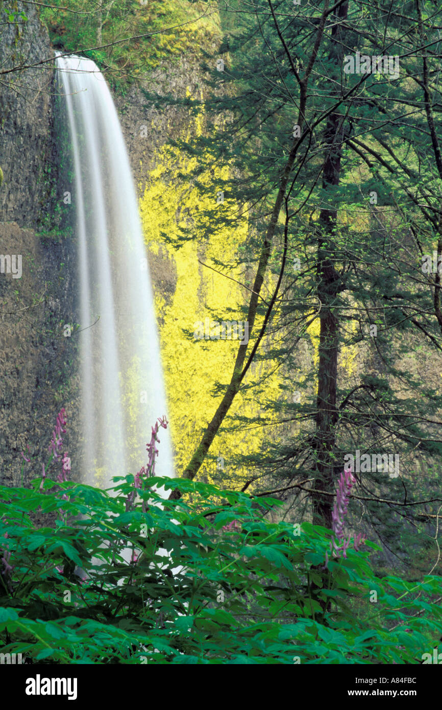 Latourell Falls Columbia River Gorge Portland Oregon Stock Photo - Alamy