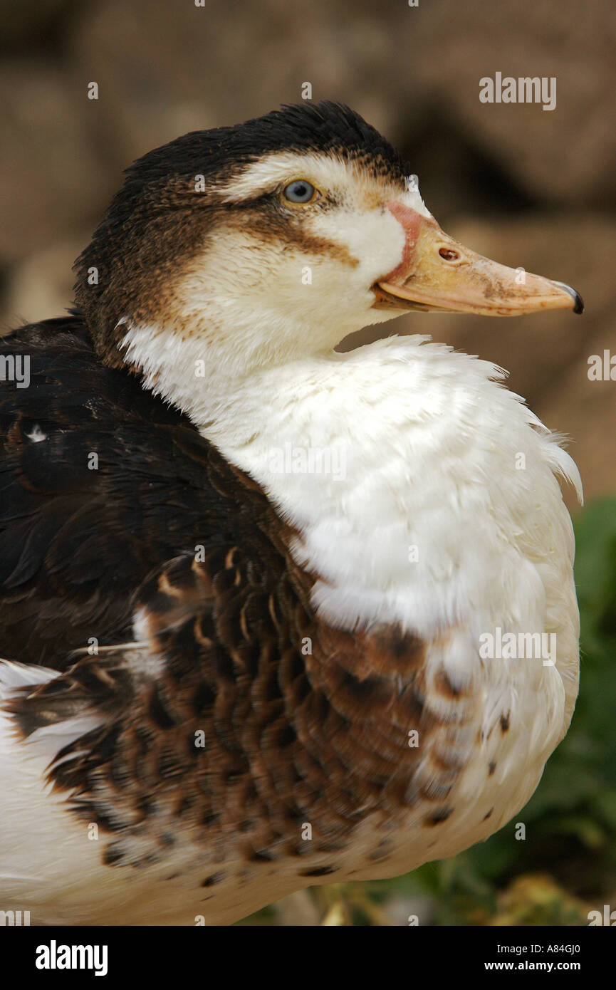 Birdspotting in Albufera, Mallorca Stock Photo - Alamy