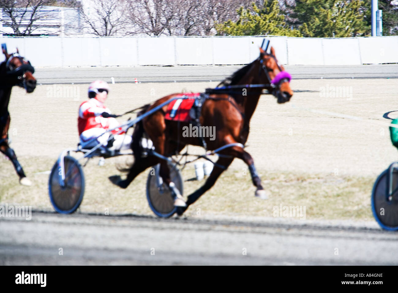 Horse cart racing america hi-res stock photography and images - Alamy