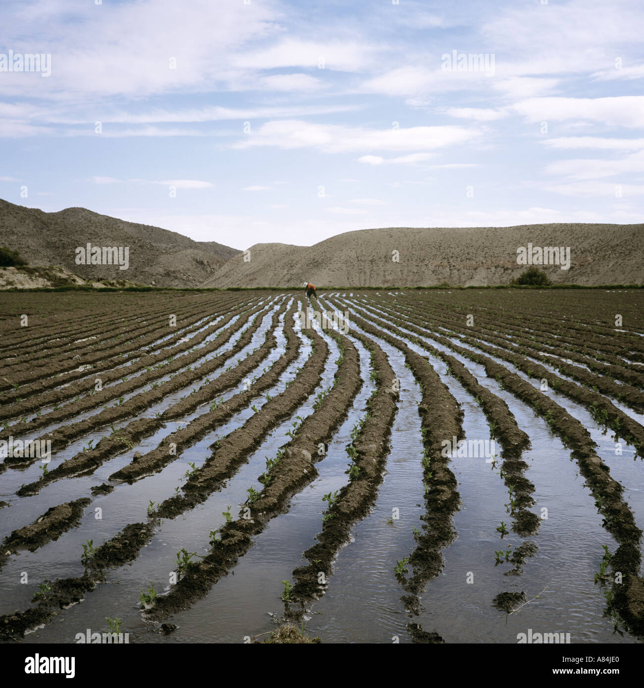 Irrigated crops desert hi-res stock photography and images - Alamy
