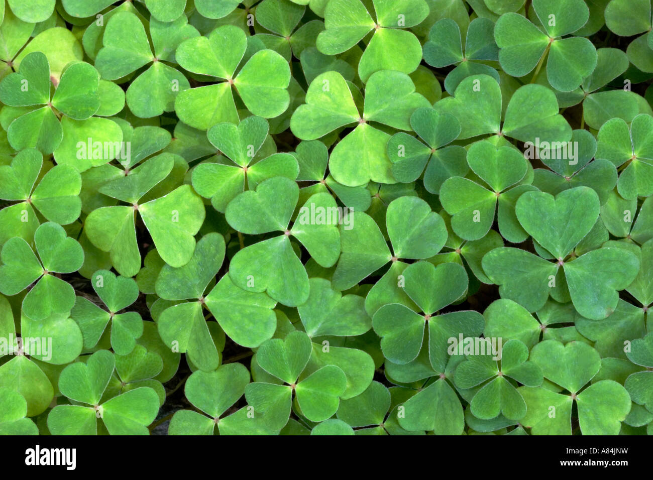 Carpet clover hi-res stock photography and images - Alamy