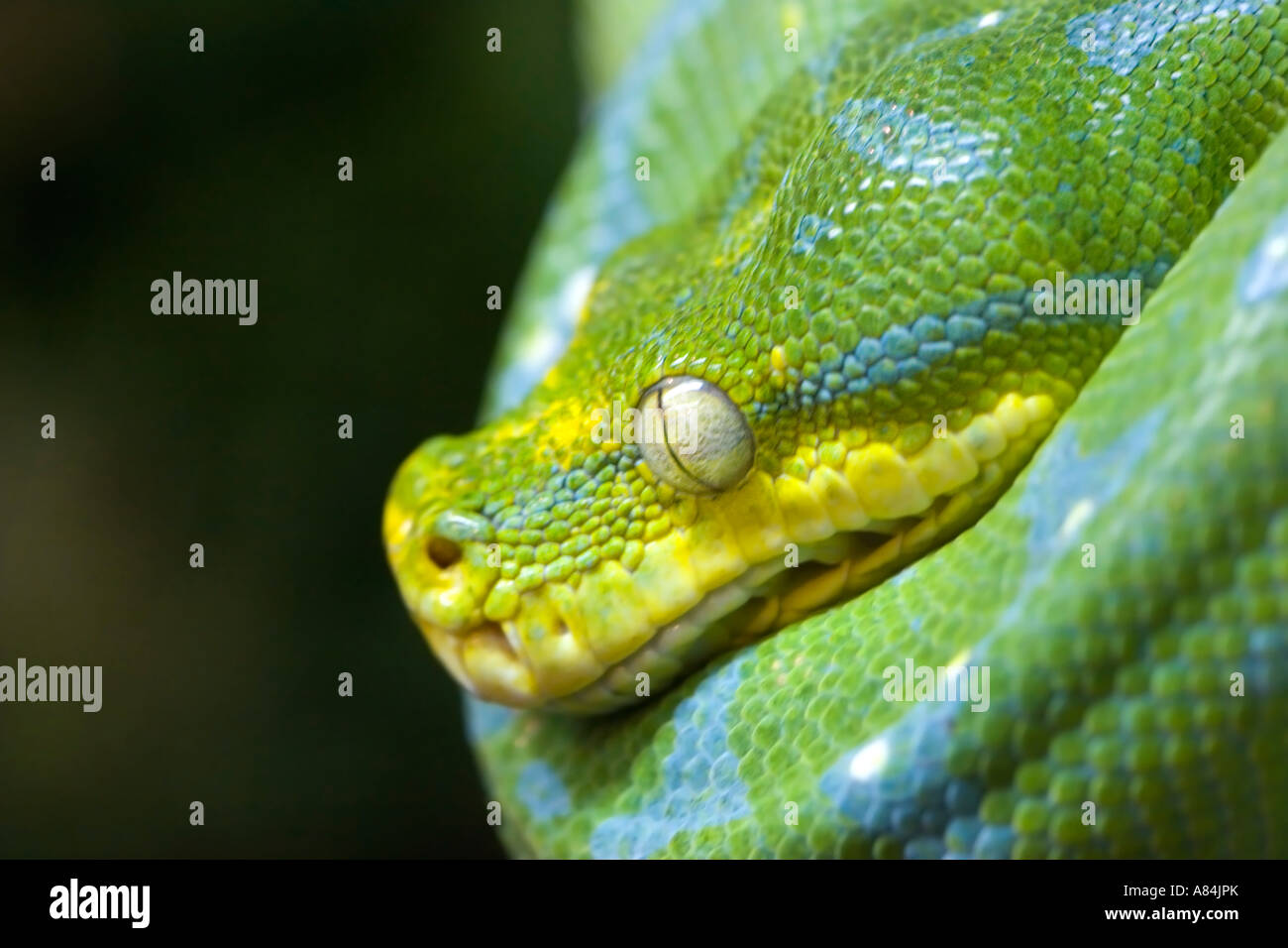 Sleep snake hi-res stock photography and images - Alamy