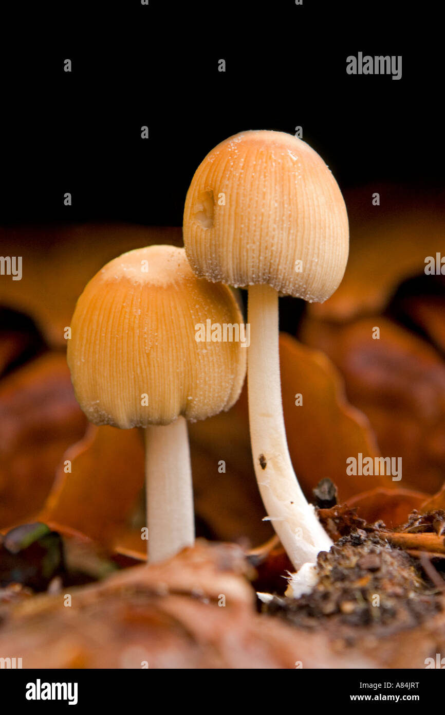 Coprin hi-res stock photography and images - Alamy