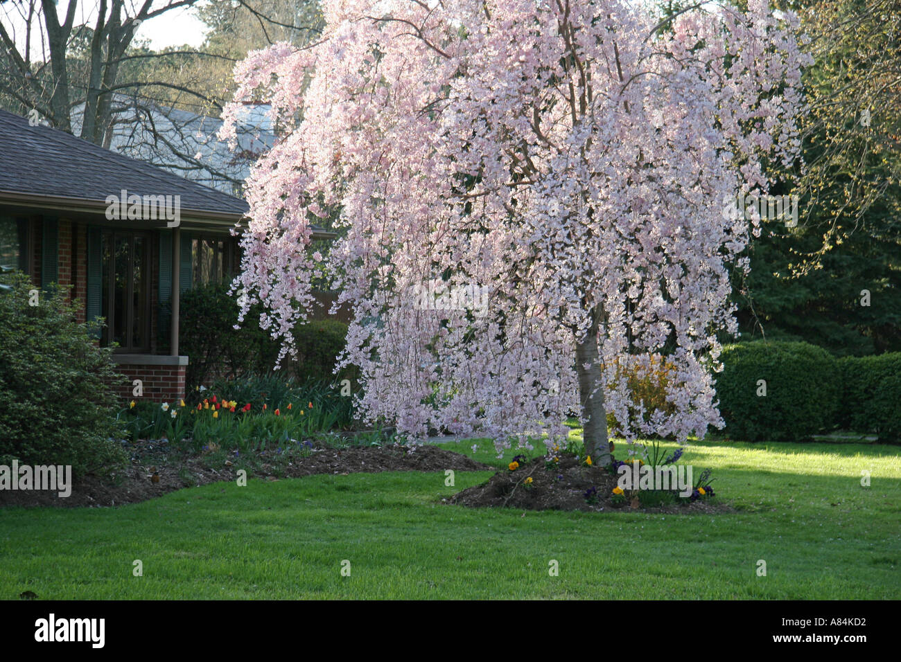 Blooms blossoms flowers grass shrubs trees house home private tulips hi ...