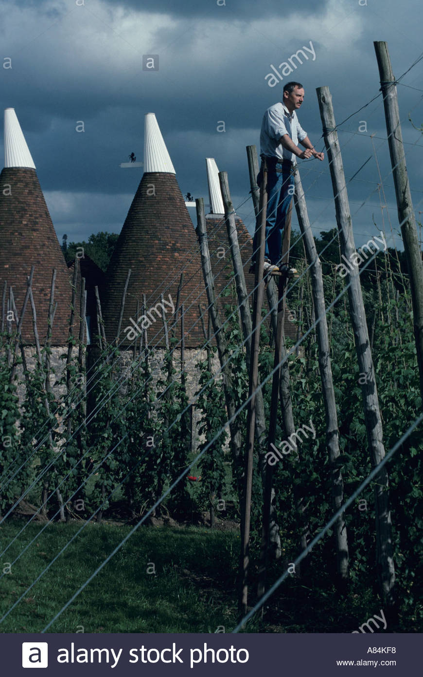 Hop Picking Kent Stock Photos & Hop Picking Kent Stock Images - Alamy