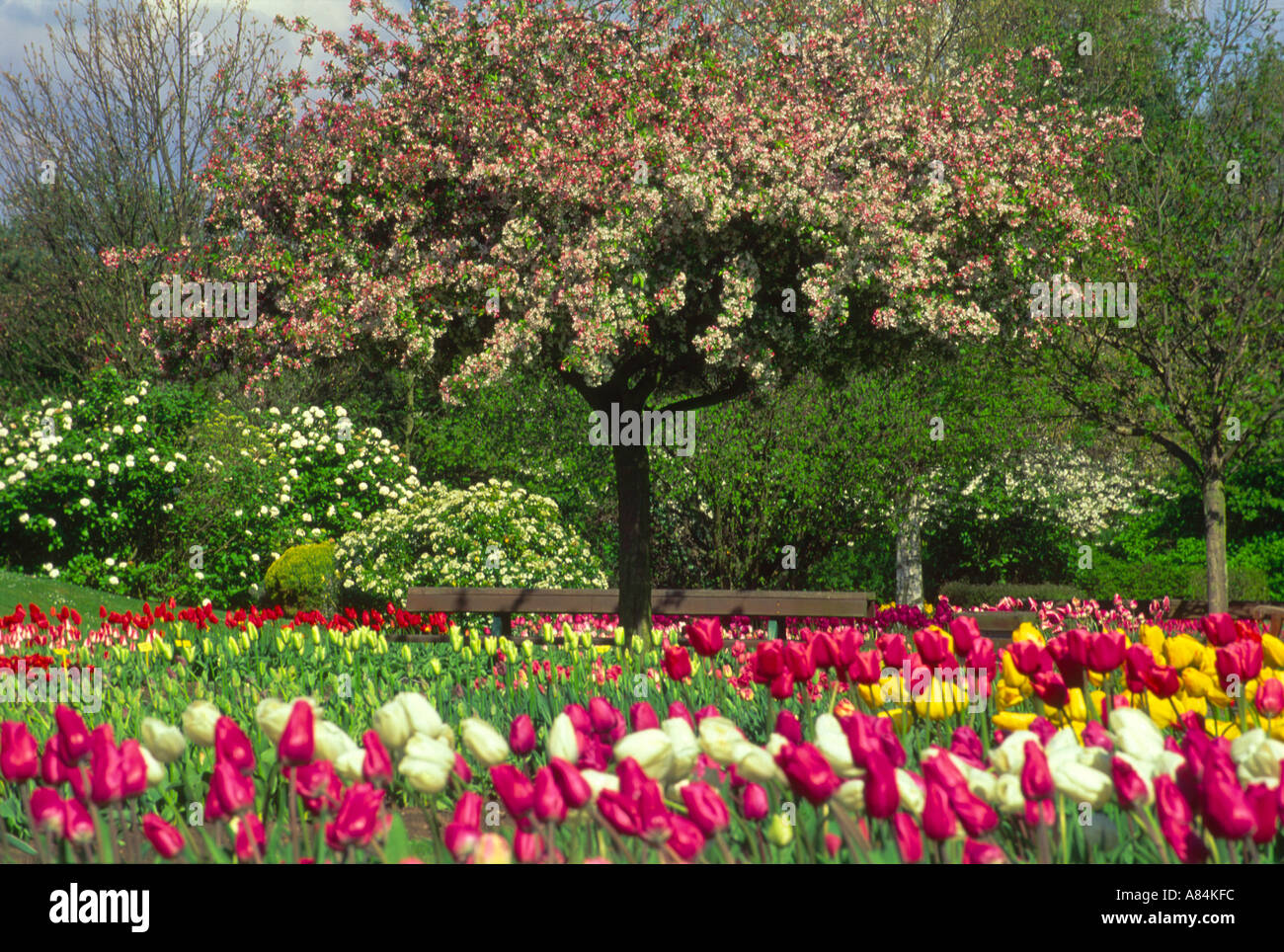 Spring flowers and blossom in Springfields Gardens Spalding ...