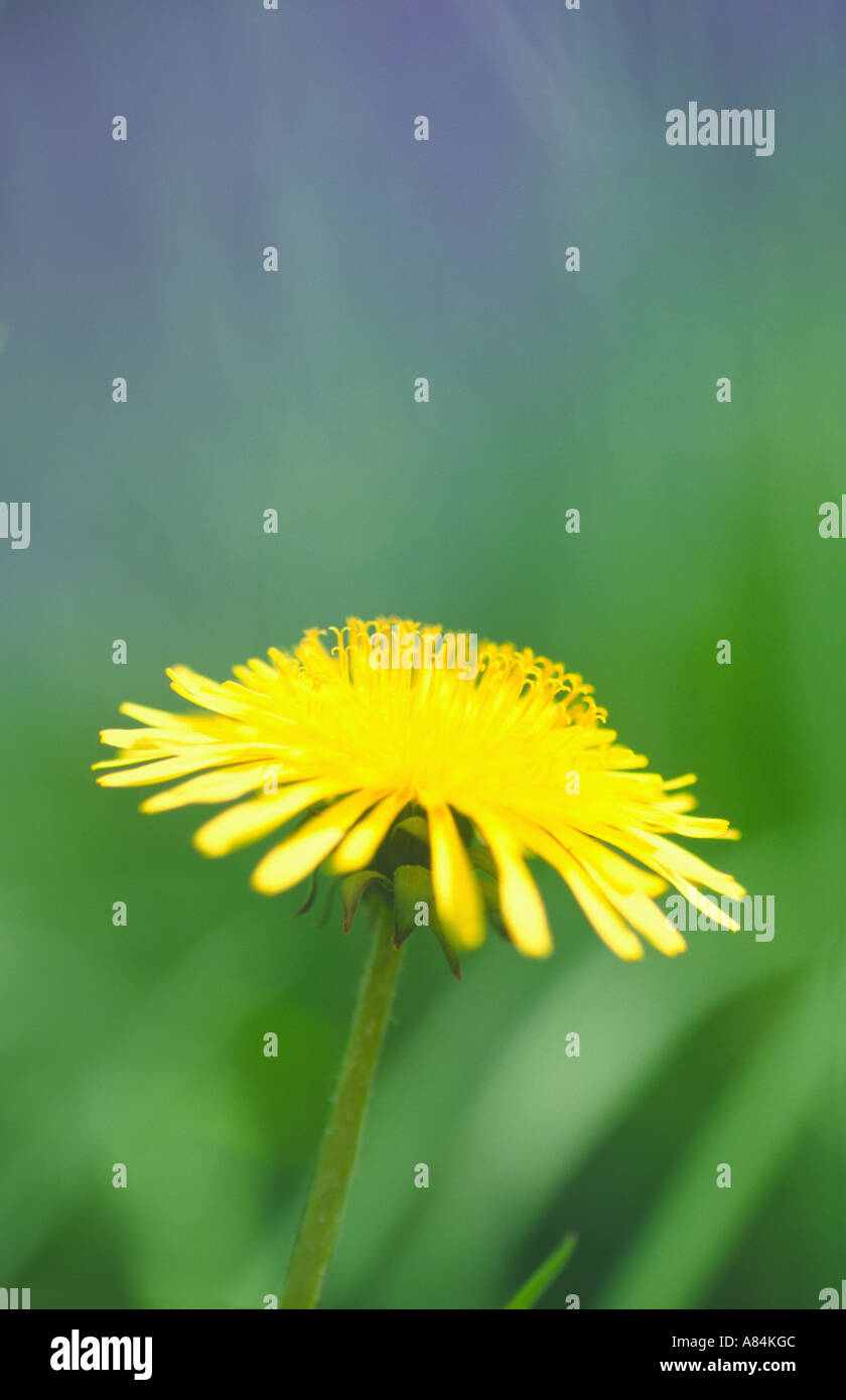 Summer meadow flower flowers dandelion yellow grass nature hi-res stock ...