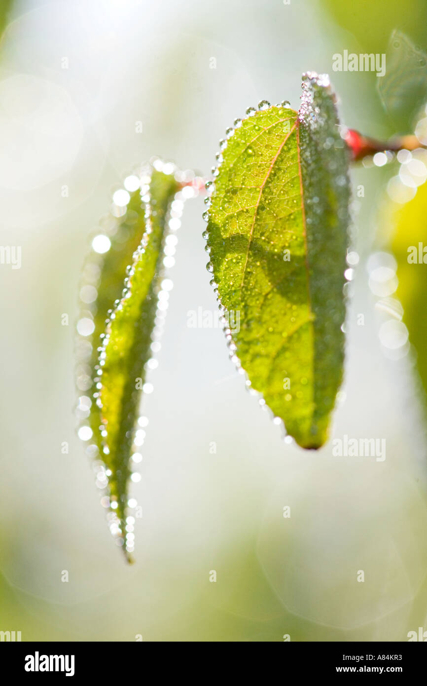Emergent Spring Leaf of Katsura Tree with Dew Drops "Cercidiphyllum ...