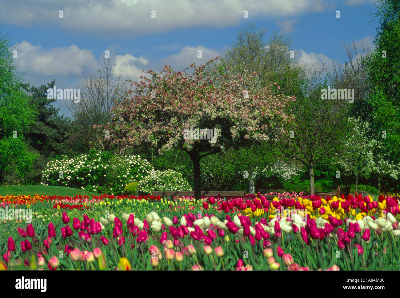 Spring flowers and blossom in Springfields Gardens Spalding ...