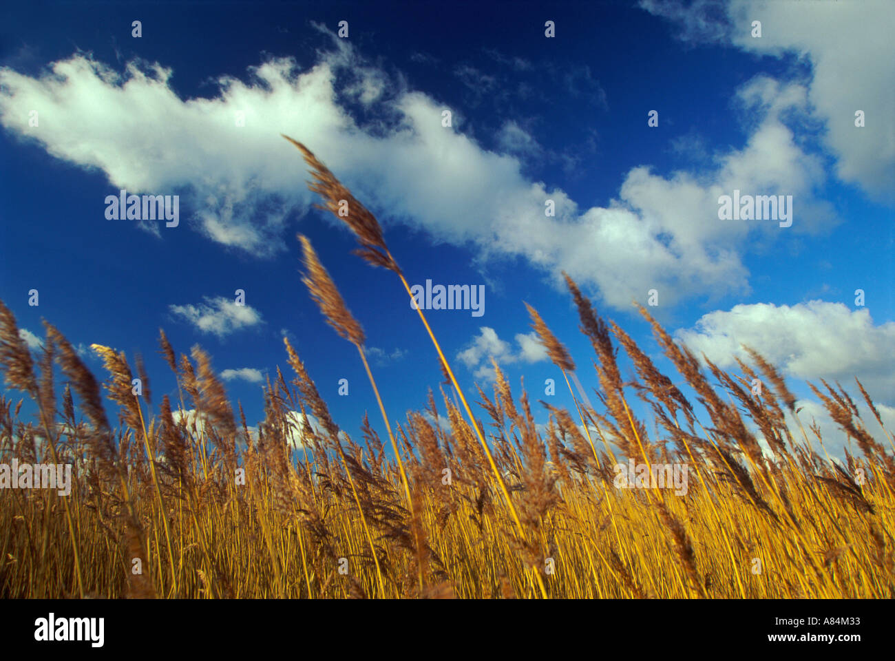 Open marsh land hi-res stock photography and images - Alamy
