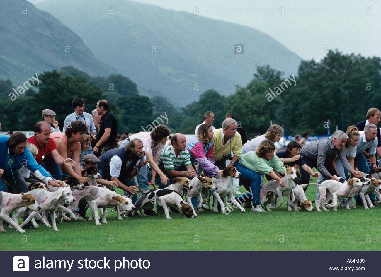 Hound Trailing Stock Photos & Hound Trailing Stock Images - Alamy