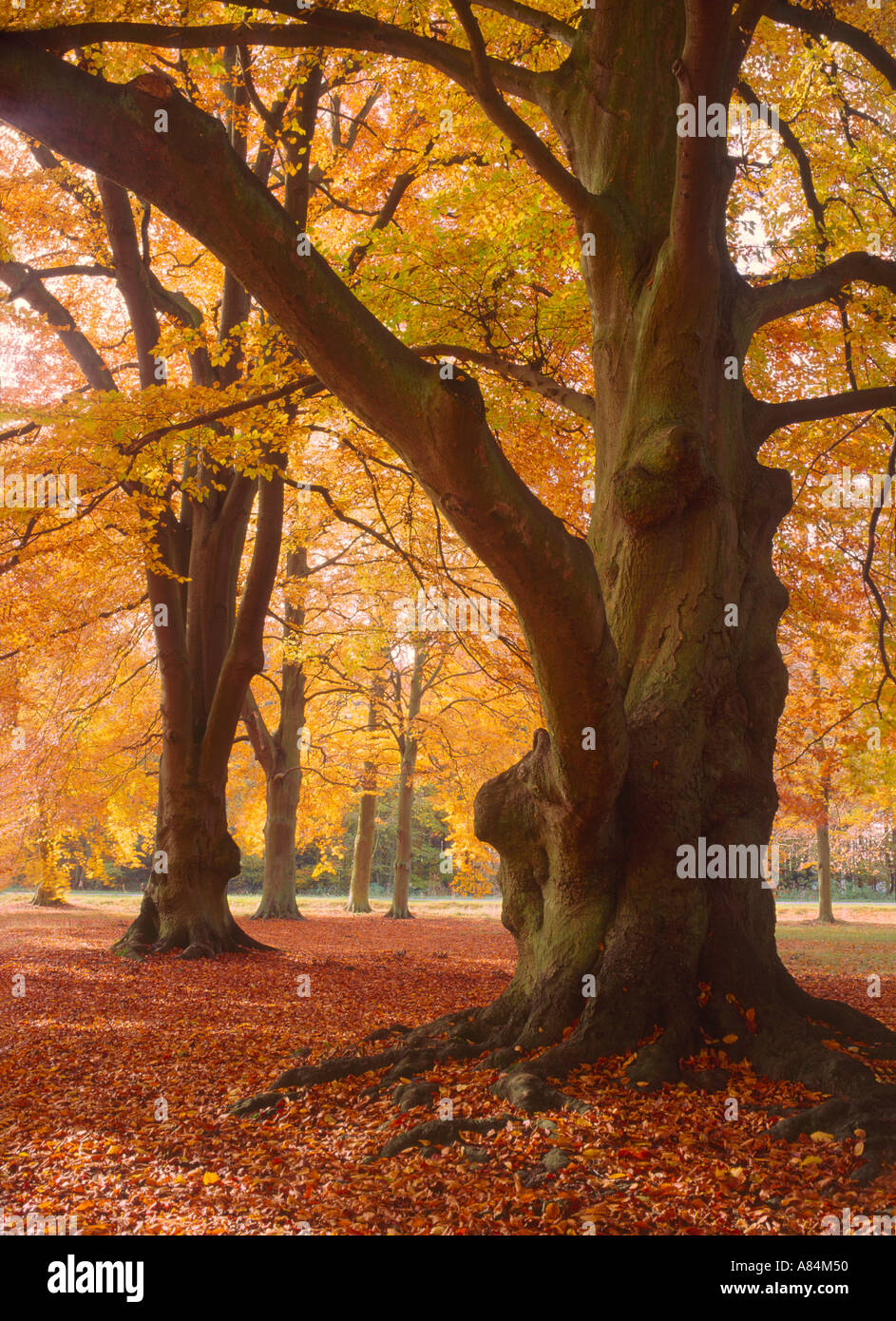 Autumn beeches at Two Mile Bottom in Thetford Forest Norfolk England UK ...